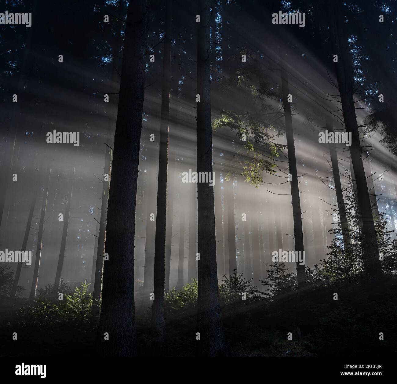 Sunbeams breaking through pine tree forest at sunrise. Sun rays pass ...