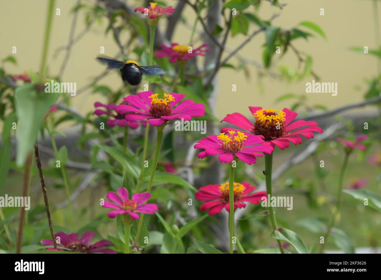 Various types of flowers that grow in areas with tropical weather ...