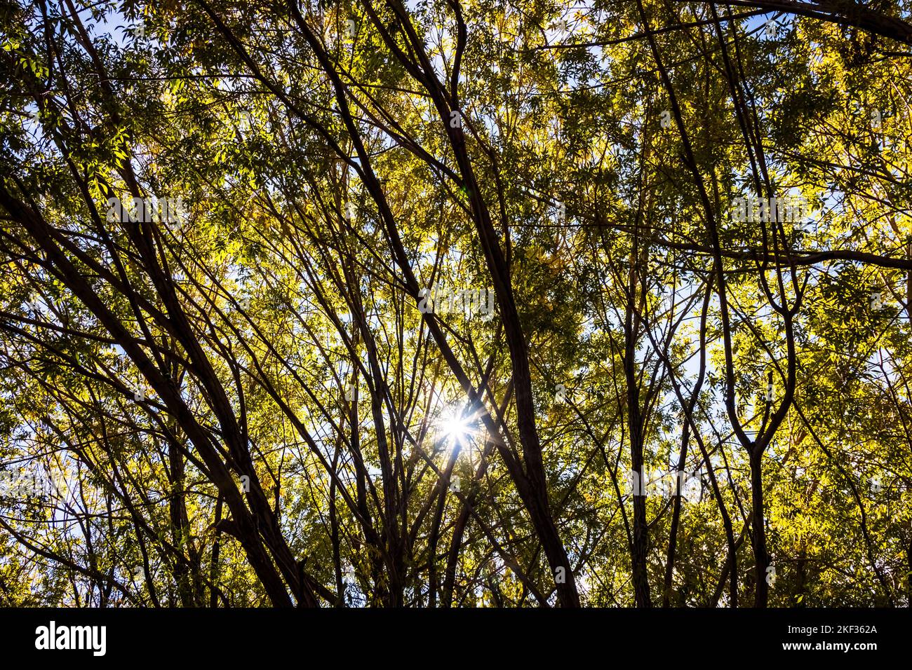 A solar flare behind tree branches Stock Photo - Alamy