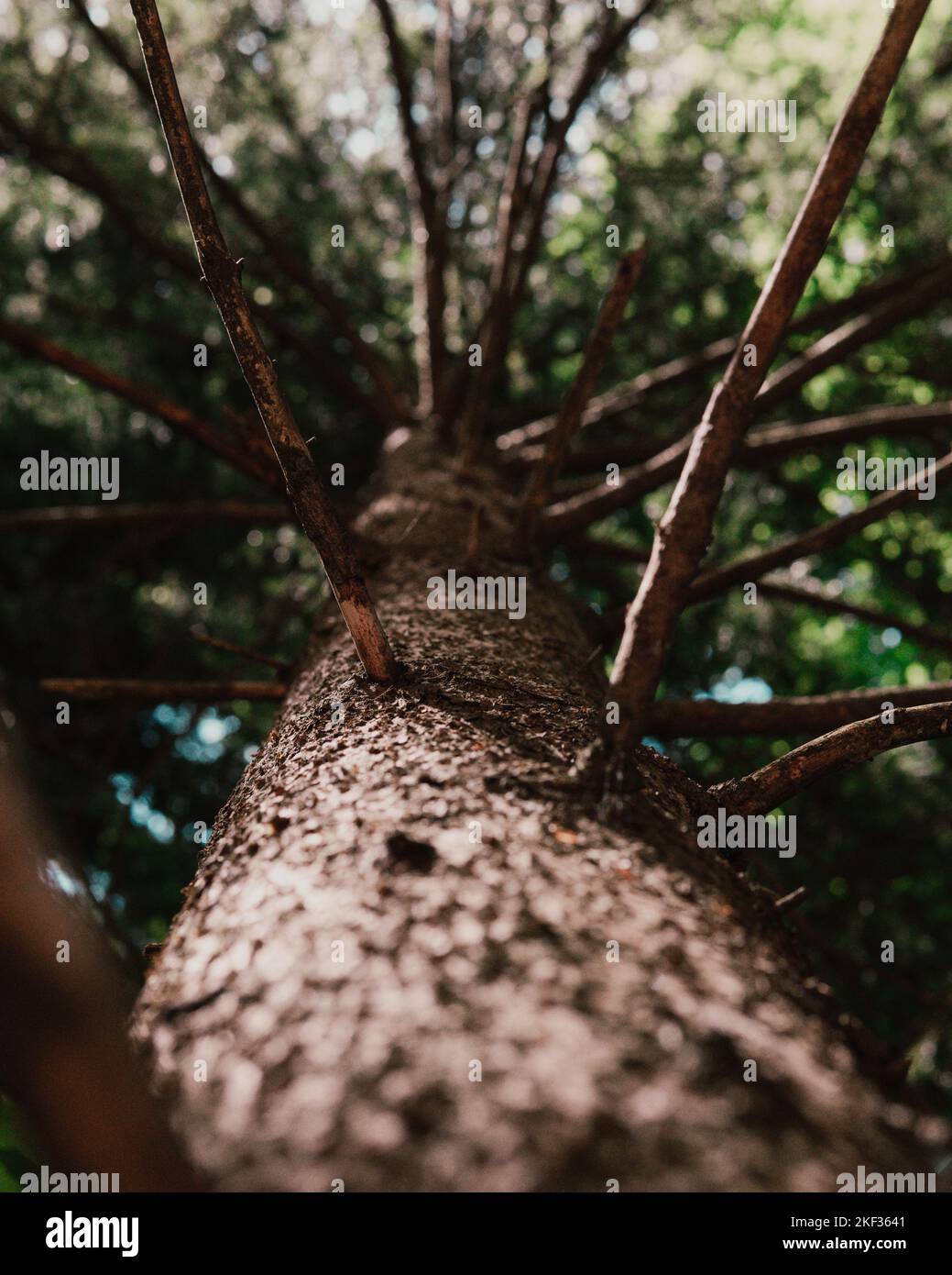 A low angle shot of a tree with leafless branches in a green forest in ...