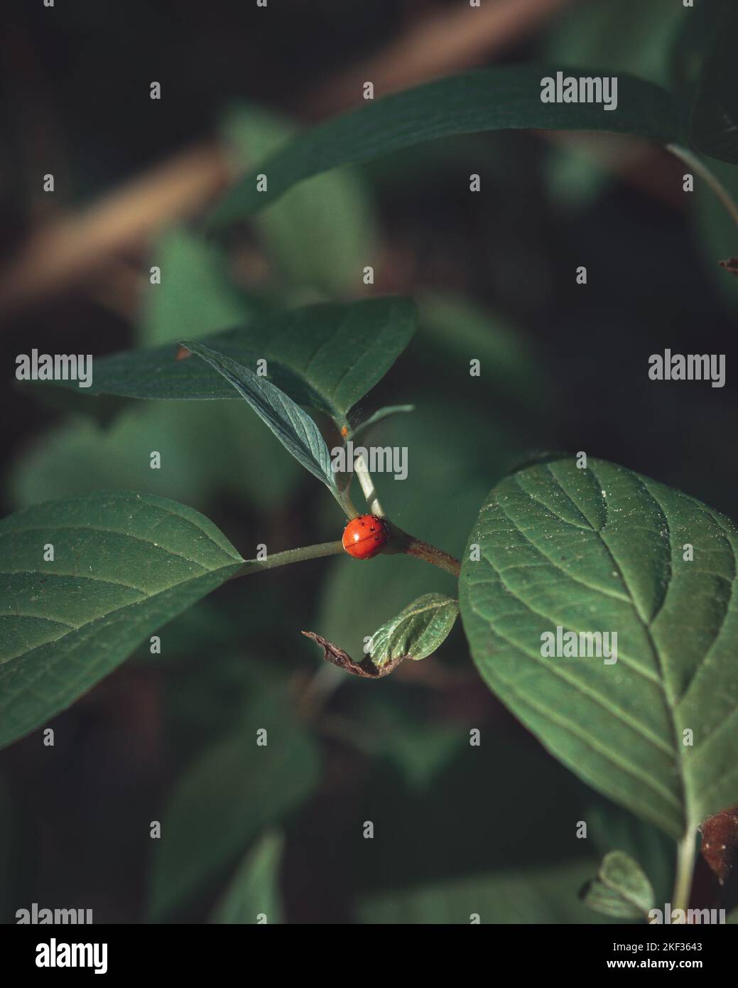 A vertical closeup of a beetle on a plant with green leaves in sunlight ...