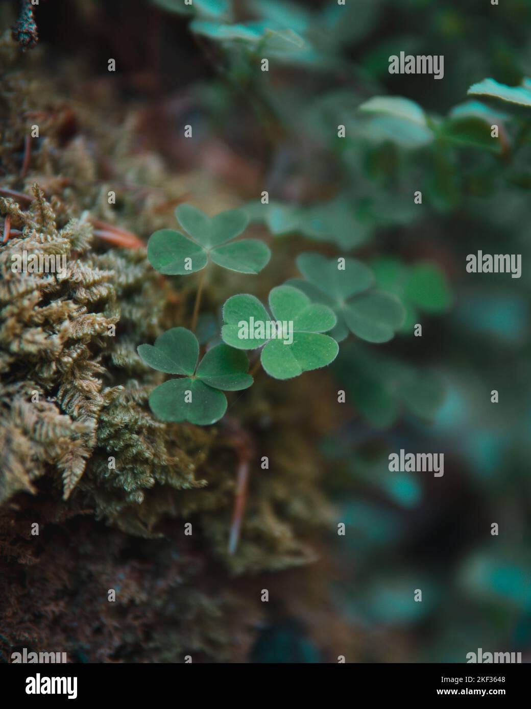 Shrub bush clover hi-res stock photography and images - Alamy