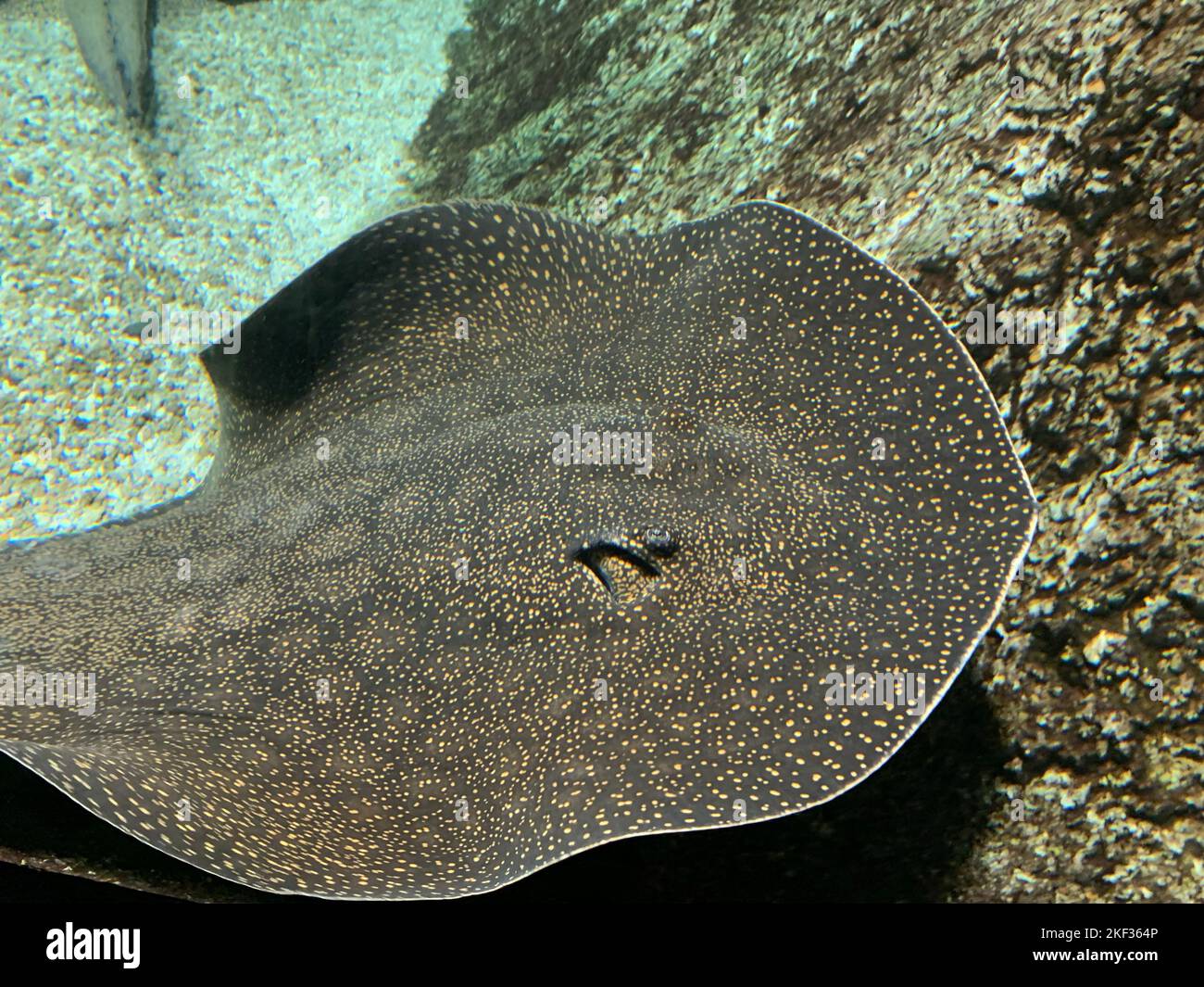 A stingray on the bottom of the sea, closeup shot Stock Photo - Alamy