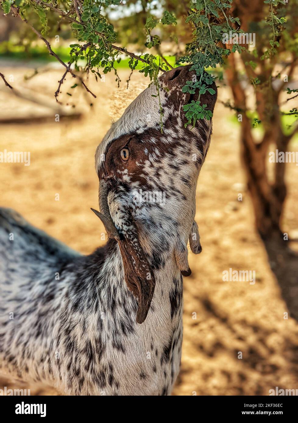 A goat grazing green leaves on a tree branch in Namibia, Southern ...