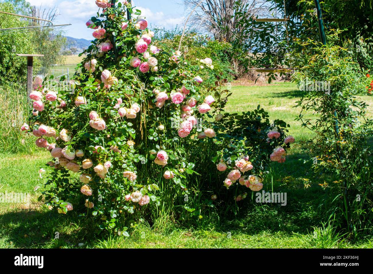 Pierre de Ronsard climbing rose bush Stock Photo - Alamy