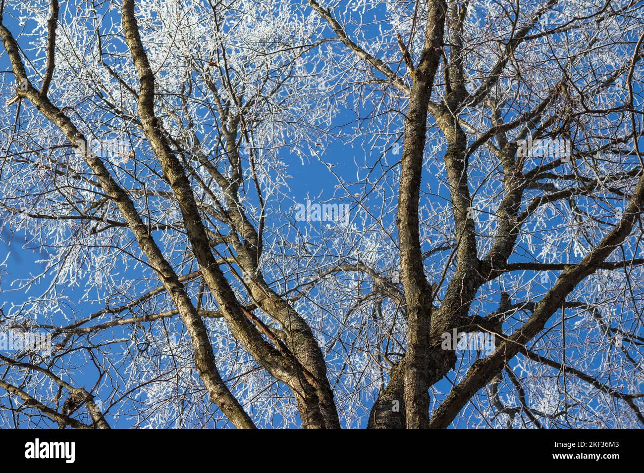 Tree branches in the forest covered with white frost against the blue ...