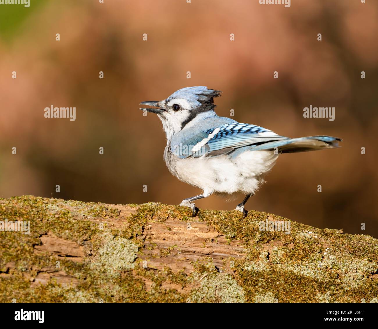 A closeup shot of a Blue jay perched on the trunk coverd with moss on ...