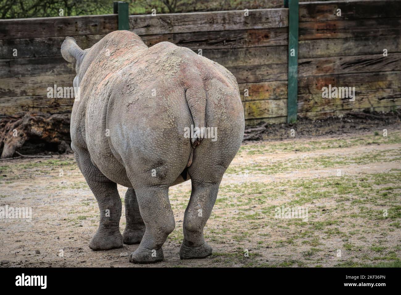 A back view of rhinoceros standing on sandy ground Stock Photo - Alamy