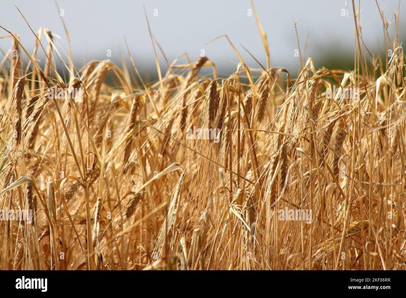 Wheat ready harvest large field hi-res stock photography and images - Alamy