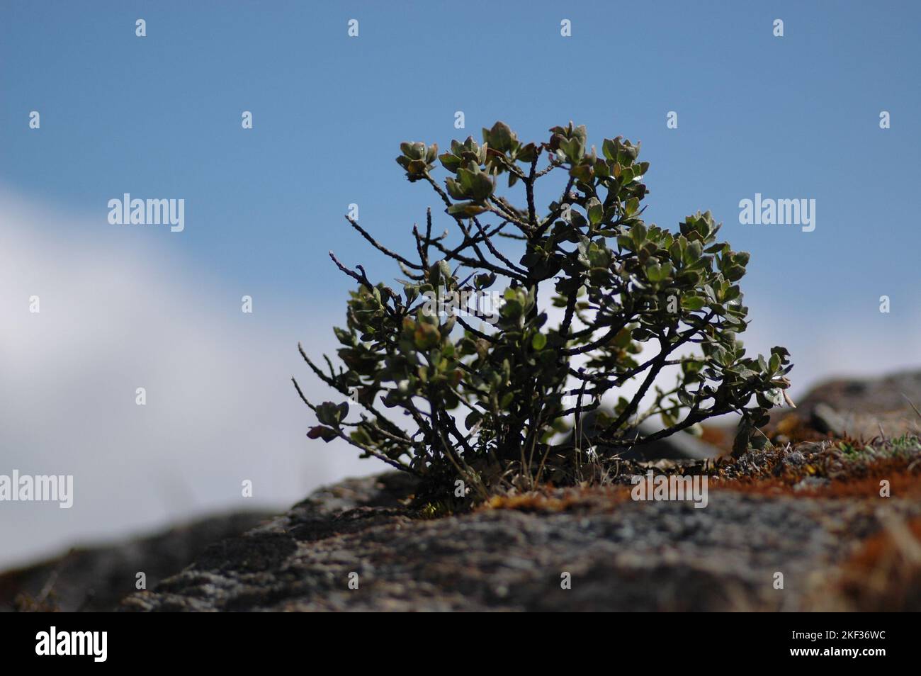 small bush plant tree on Rock Cloud background Stock Photo - Alamy