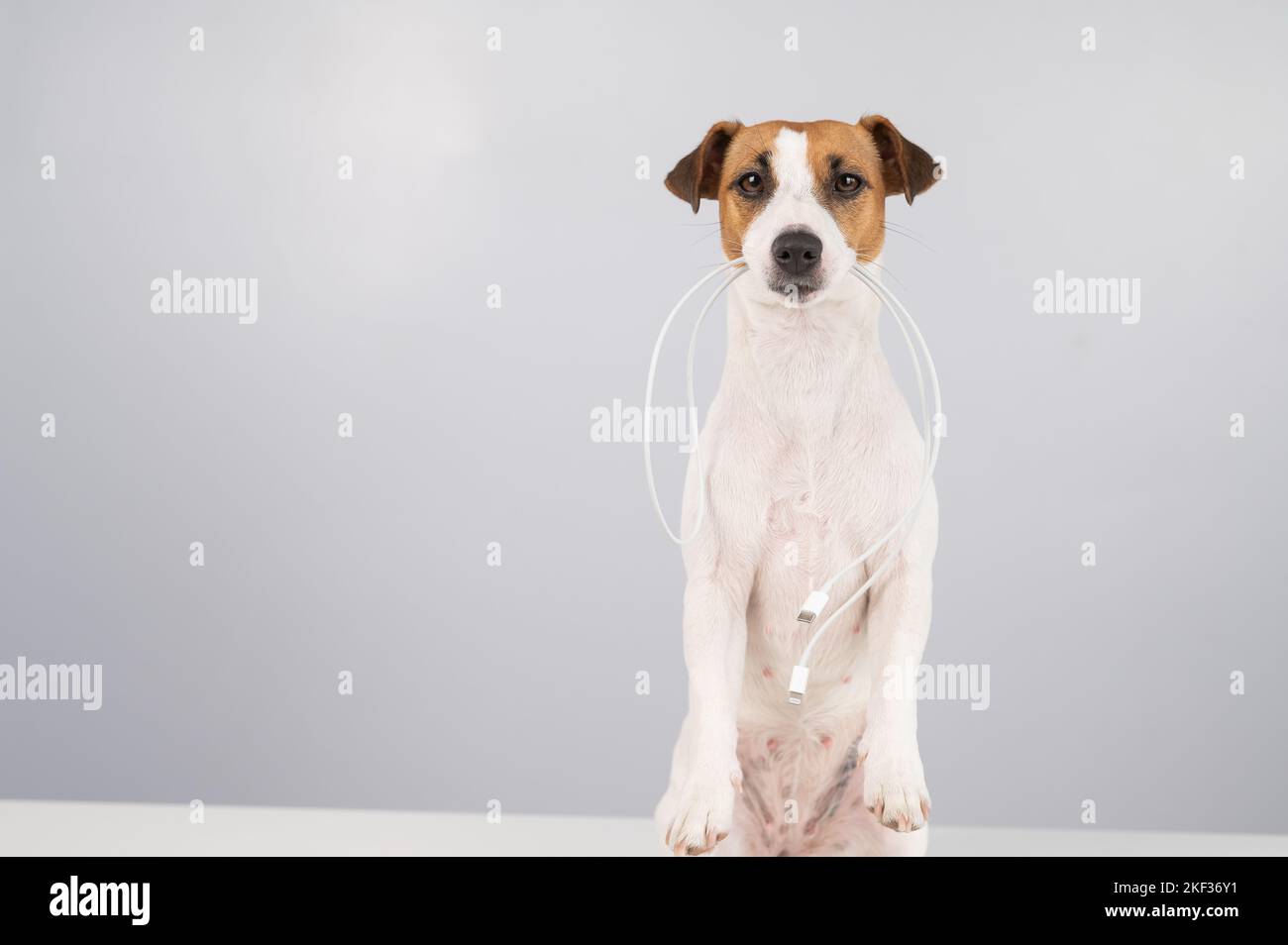 Jack russell terrier dog holding a type c cable in his teeth on a white ...