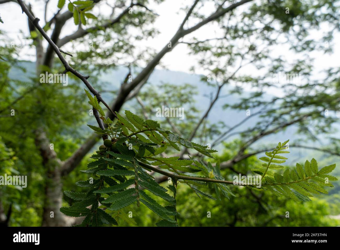 A low-angle view of a beautiful forest near the mountains in Mexico ...