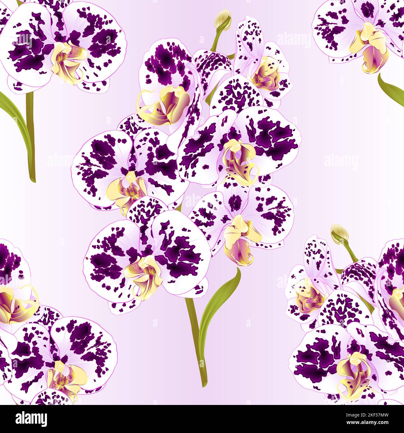 Branch orchid phalaenopsis spotted Stock Vector Images - Alamy