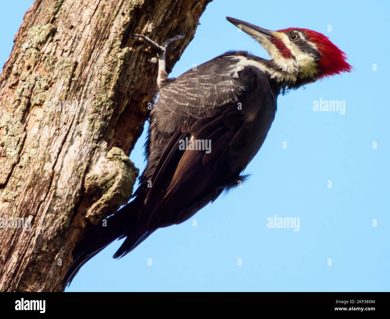 A closeup of a pileated woodpecker (Dryocopus pileatus) chipping away ...