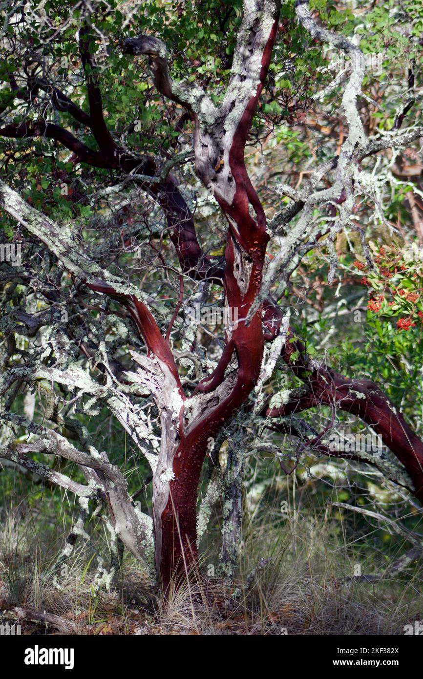 A vertical of a tree with red bark texture captured in a park Stock ...