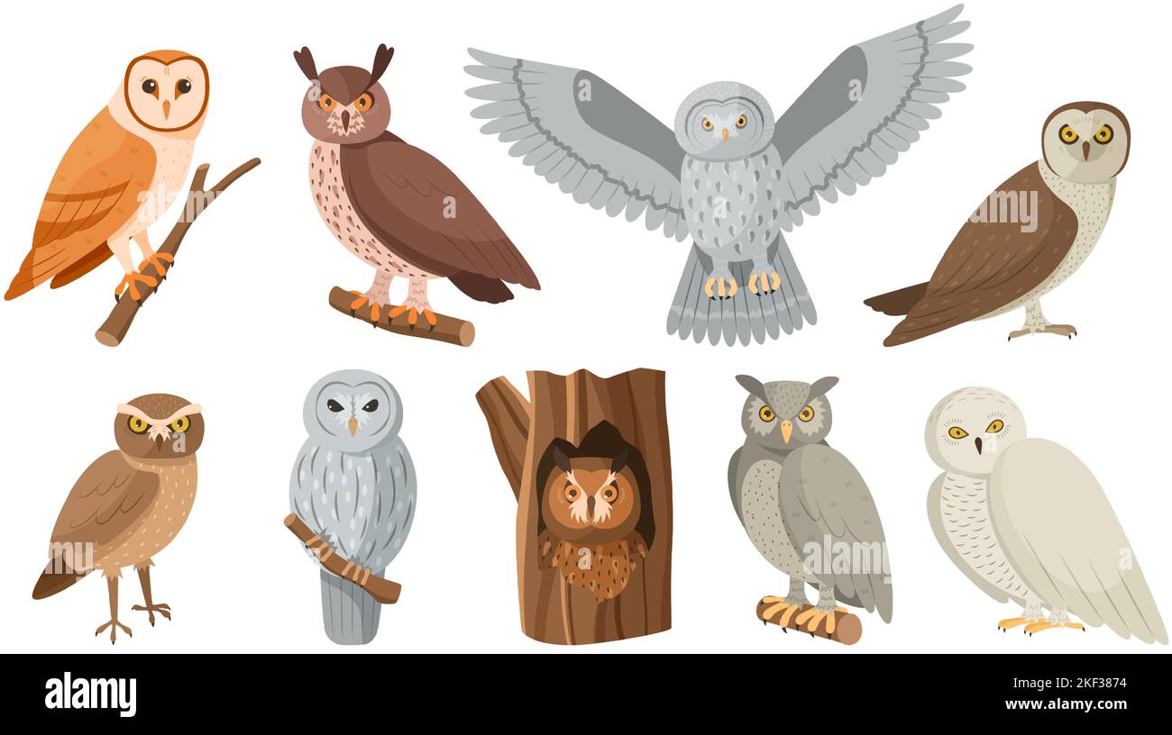 Owl birds. Cute owlet sitting on tree branch, hide in hollow and flying ...