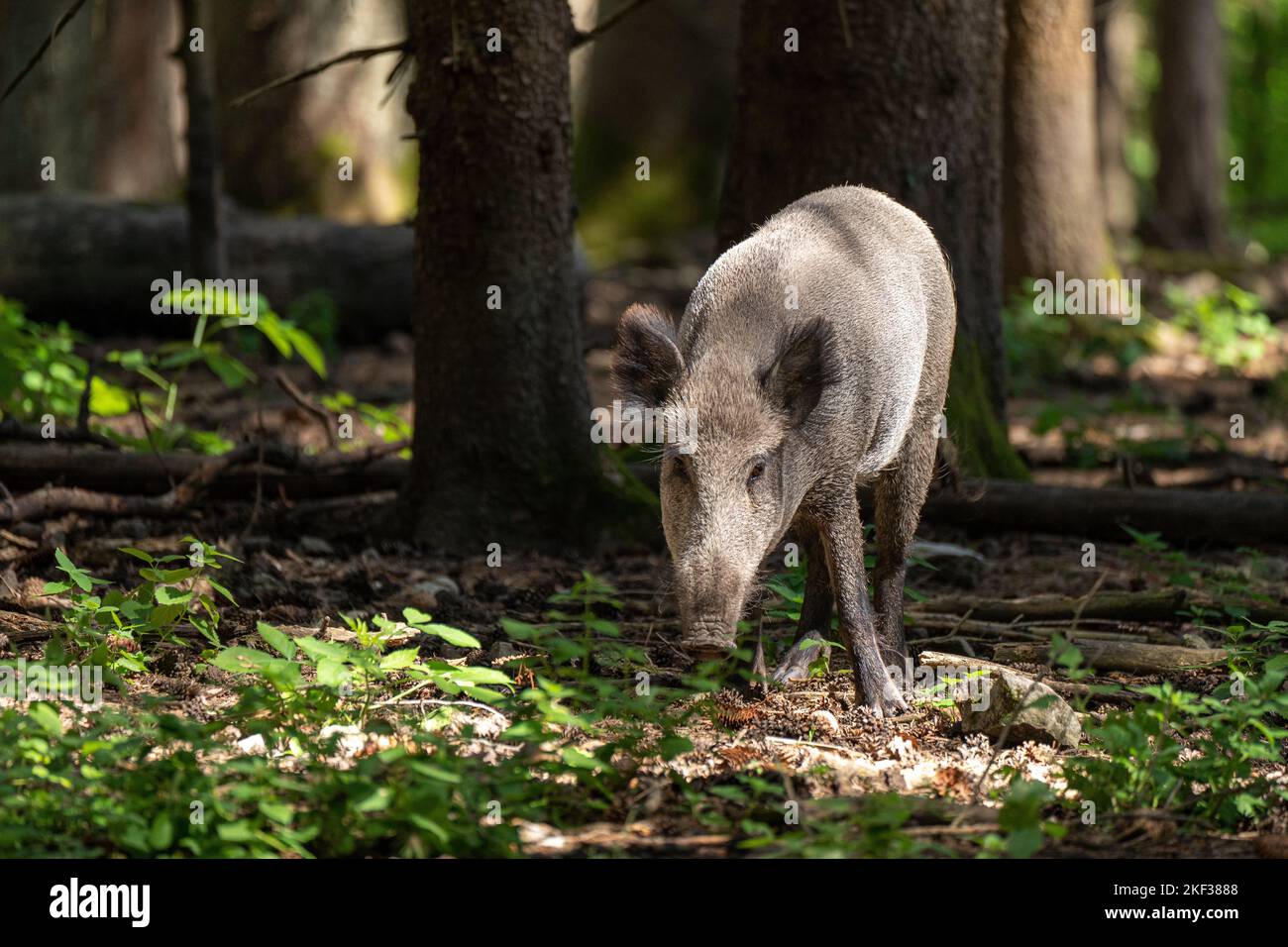 Wild boar in front view stands in the forest and looks at the camera ...
