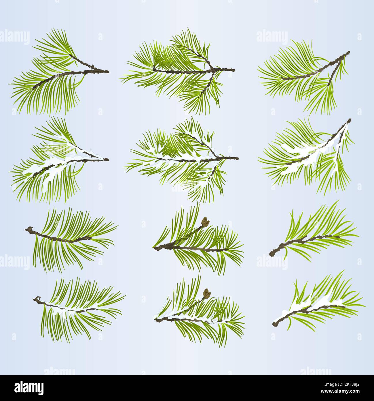 Pine tree branches lush conifer autumnal and winter snowy natural ...