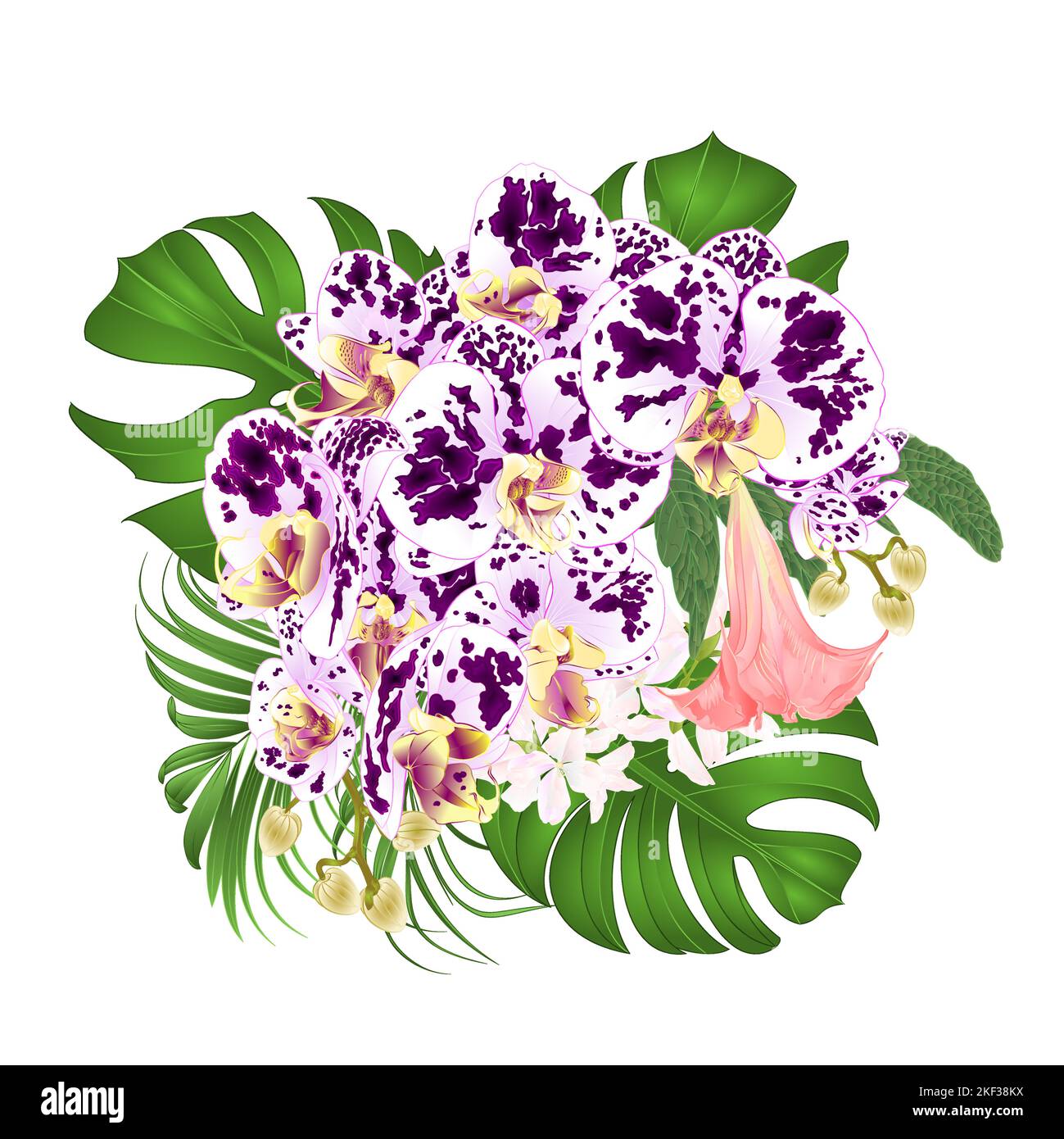 Brugmansia flowers Cut Out Stock Images & Pictures - Alamy