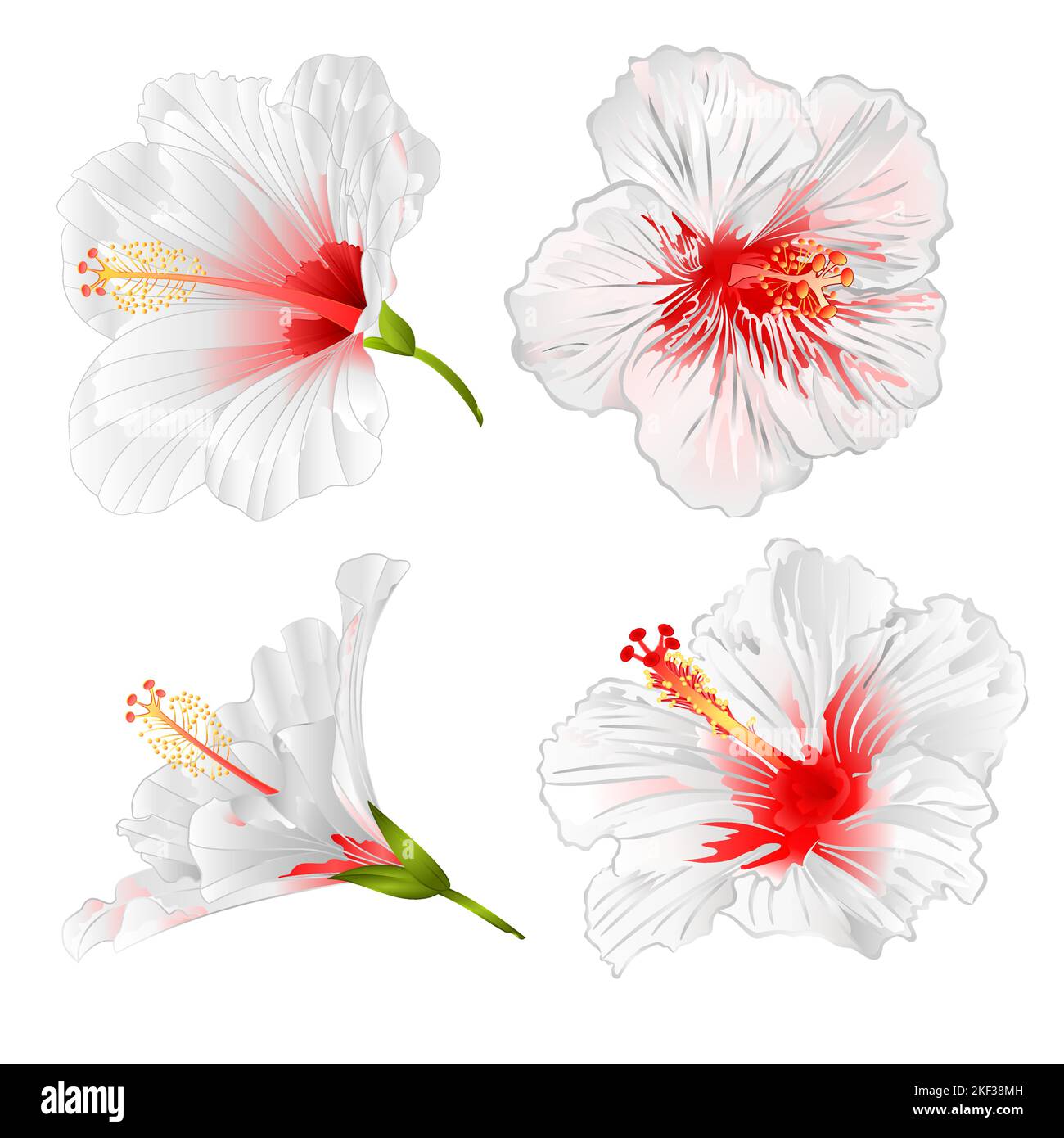 Hibiscus white flowers tropical plants on a white background set ...
