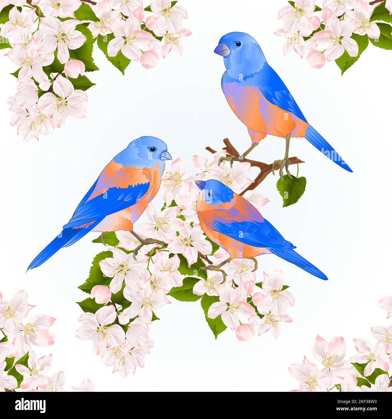 Bluebirds thrush small songbirdons on an apple tree branch with flowers ...