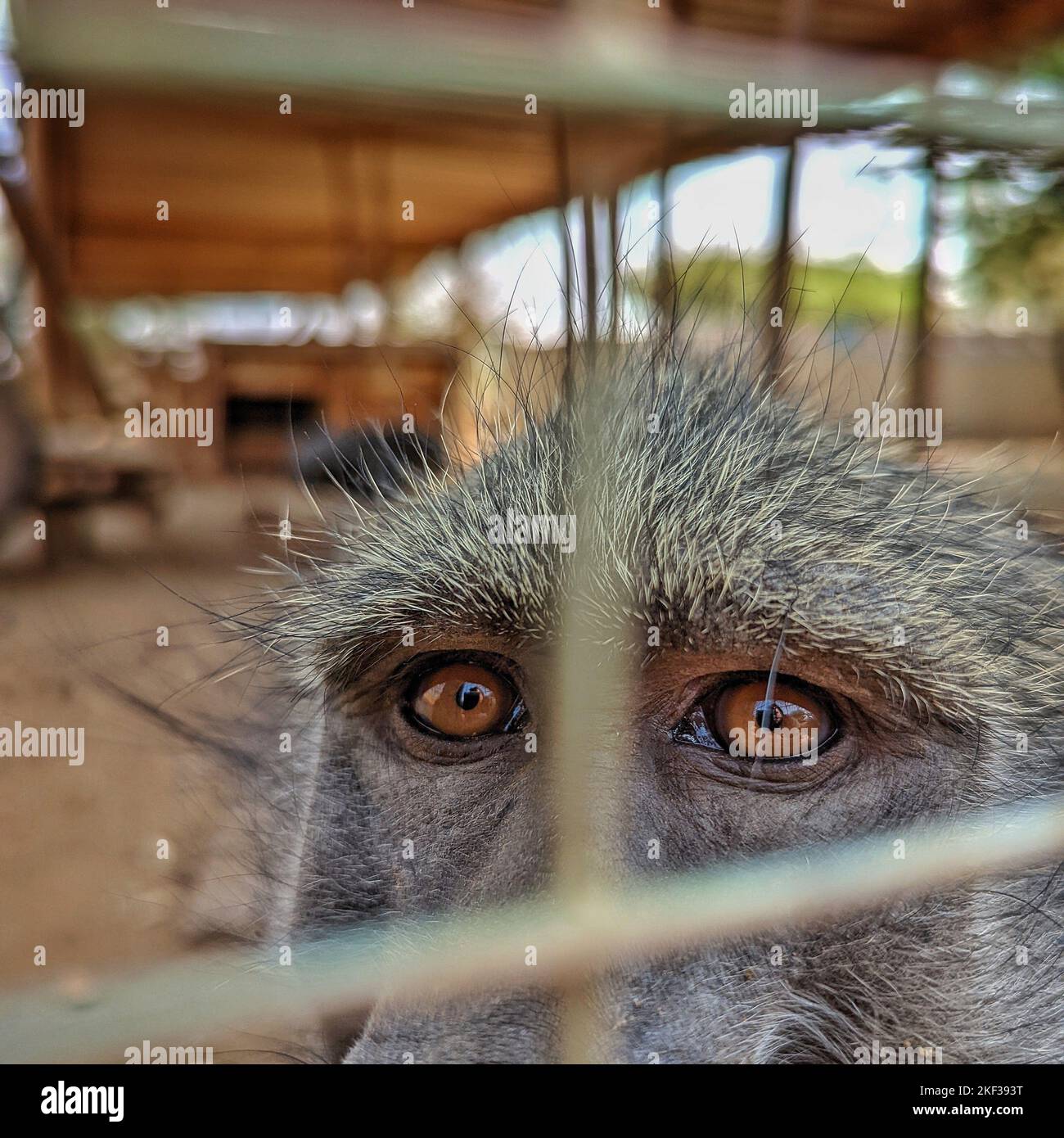 Baboon in cage hi-res stock photography and images - Alamy