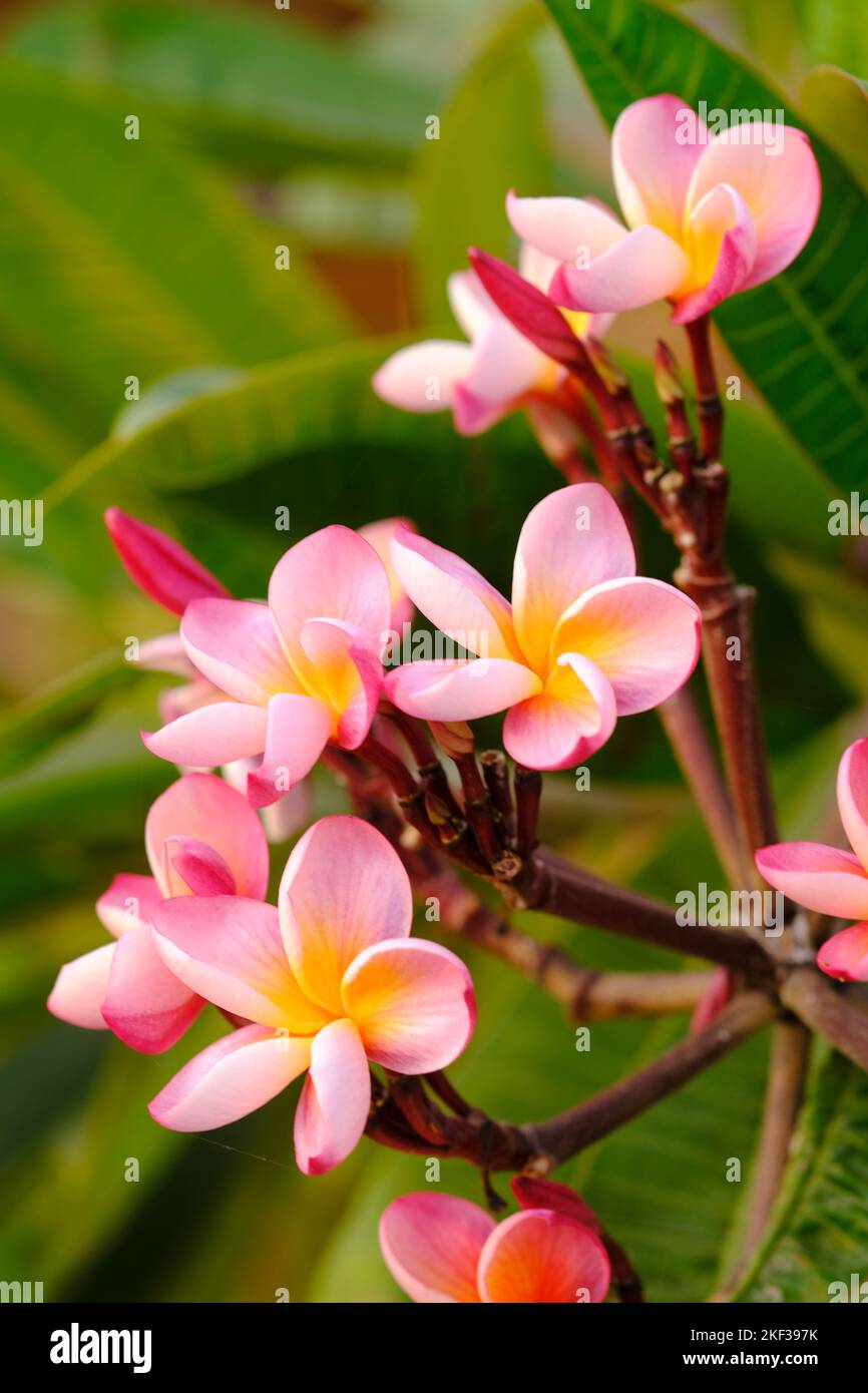 White chafa tree hi-res stock photography and images - Alamy