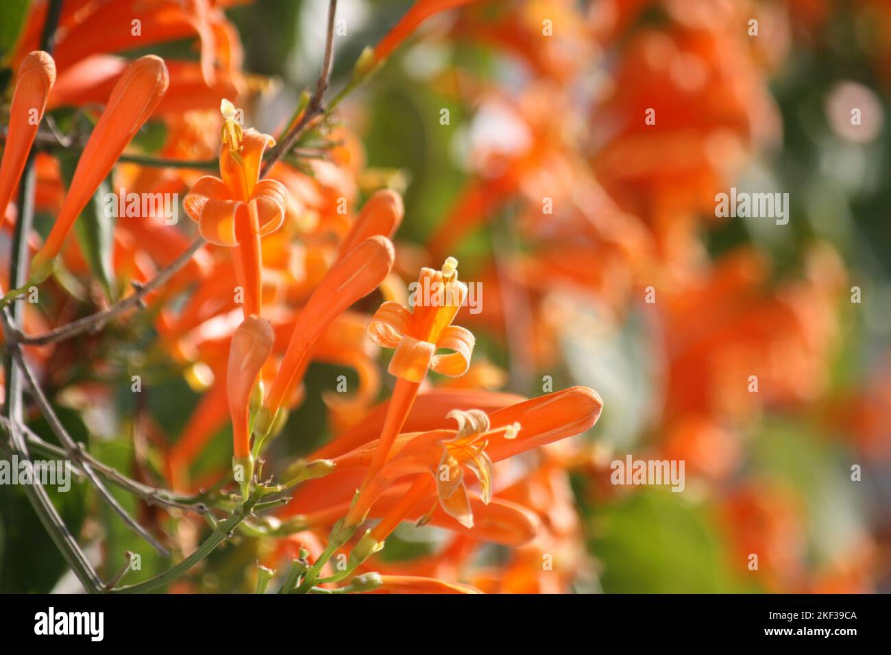 Orange trumpet creeper (Pyrostegia venusta) on a house wall : (pix ...