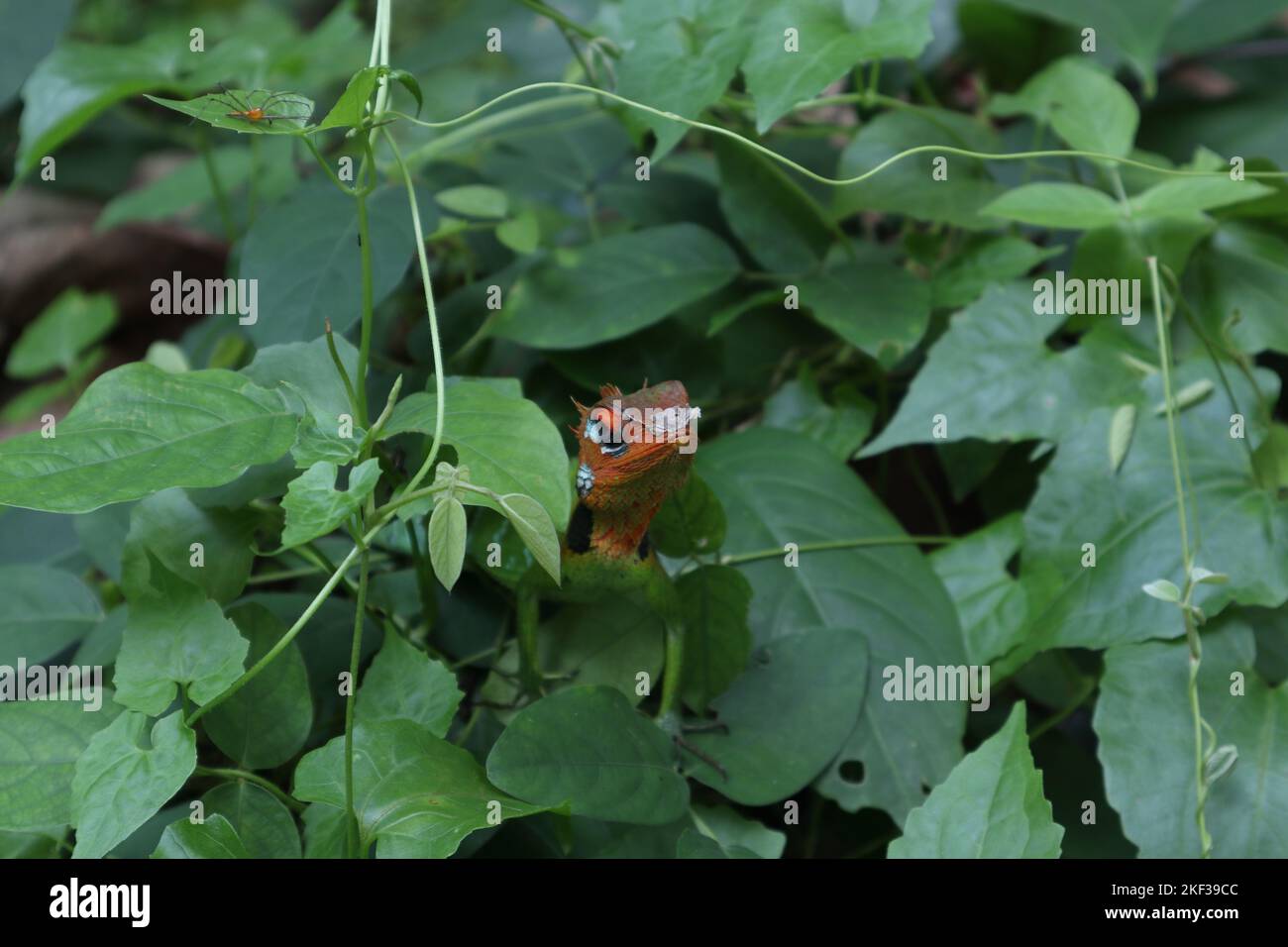 Front face of lizard hi-res stock photography and images - Alamy