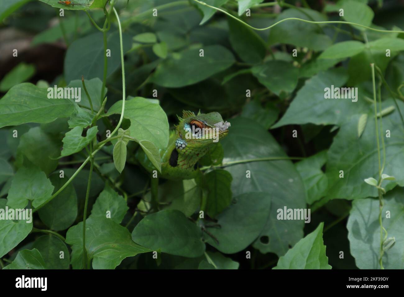 Front head view of a male common green forest lizard (Calotes Calotes ...