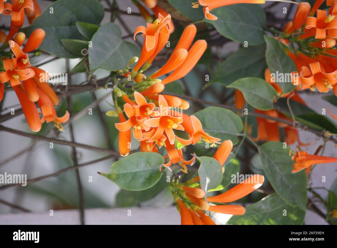 Orange trumpet creeper (Pyrostegia venusta) on a house wall : (pix ...
