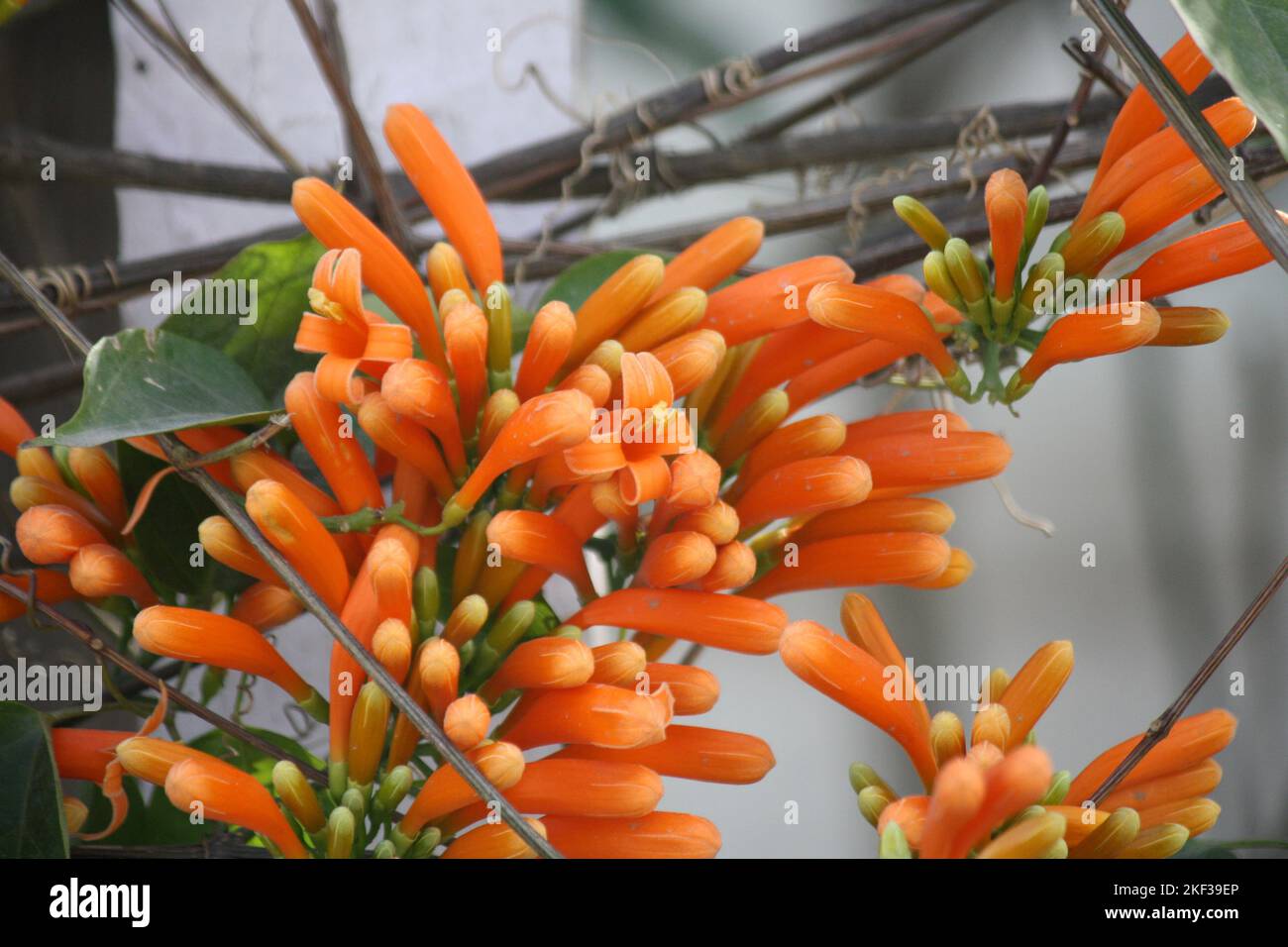 Orange trumpet creeper (Pyrostegia venusta) on a house wall : (pix ...