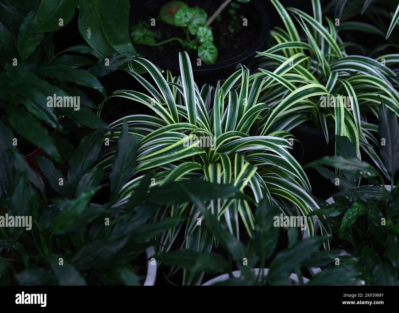Variation of potted plants in the garden Stock Photo - Alamy