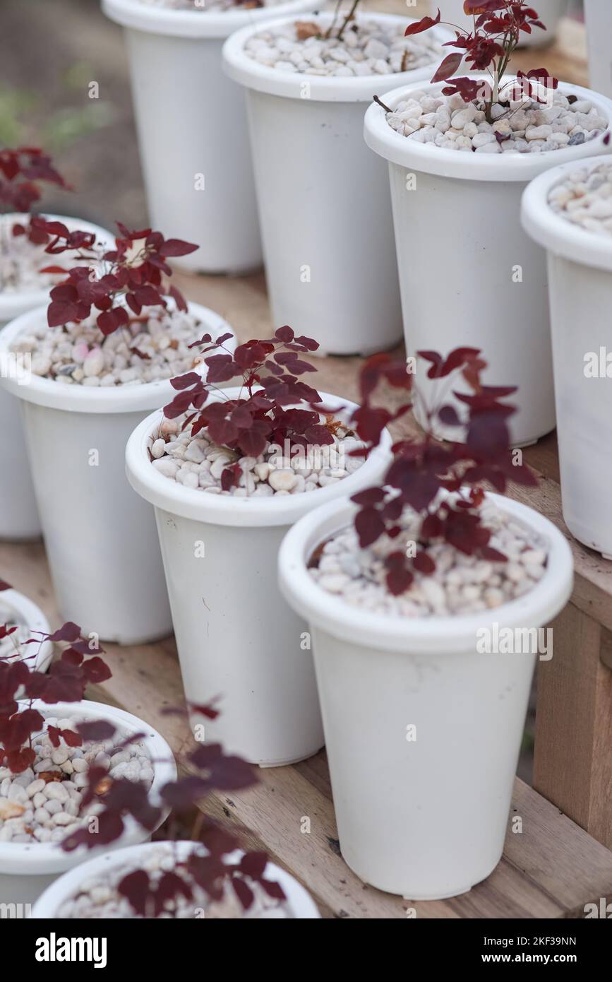 The red seedling in little white pots Stock Photo - Alamy