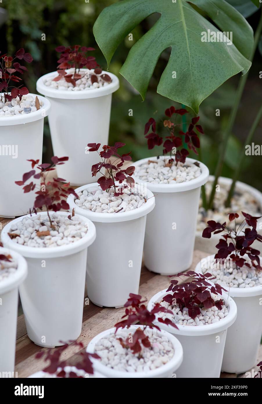The red seedling in little white pots Stock Photo - Alamy