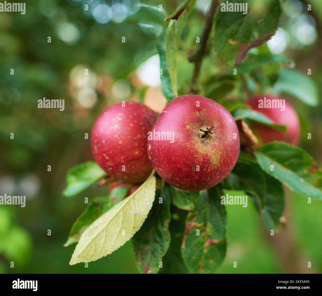 Fresh apples. Fresh apples - an apple a day keeps the doctor away Stock ...