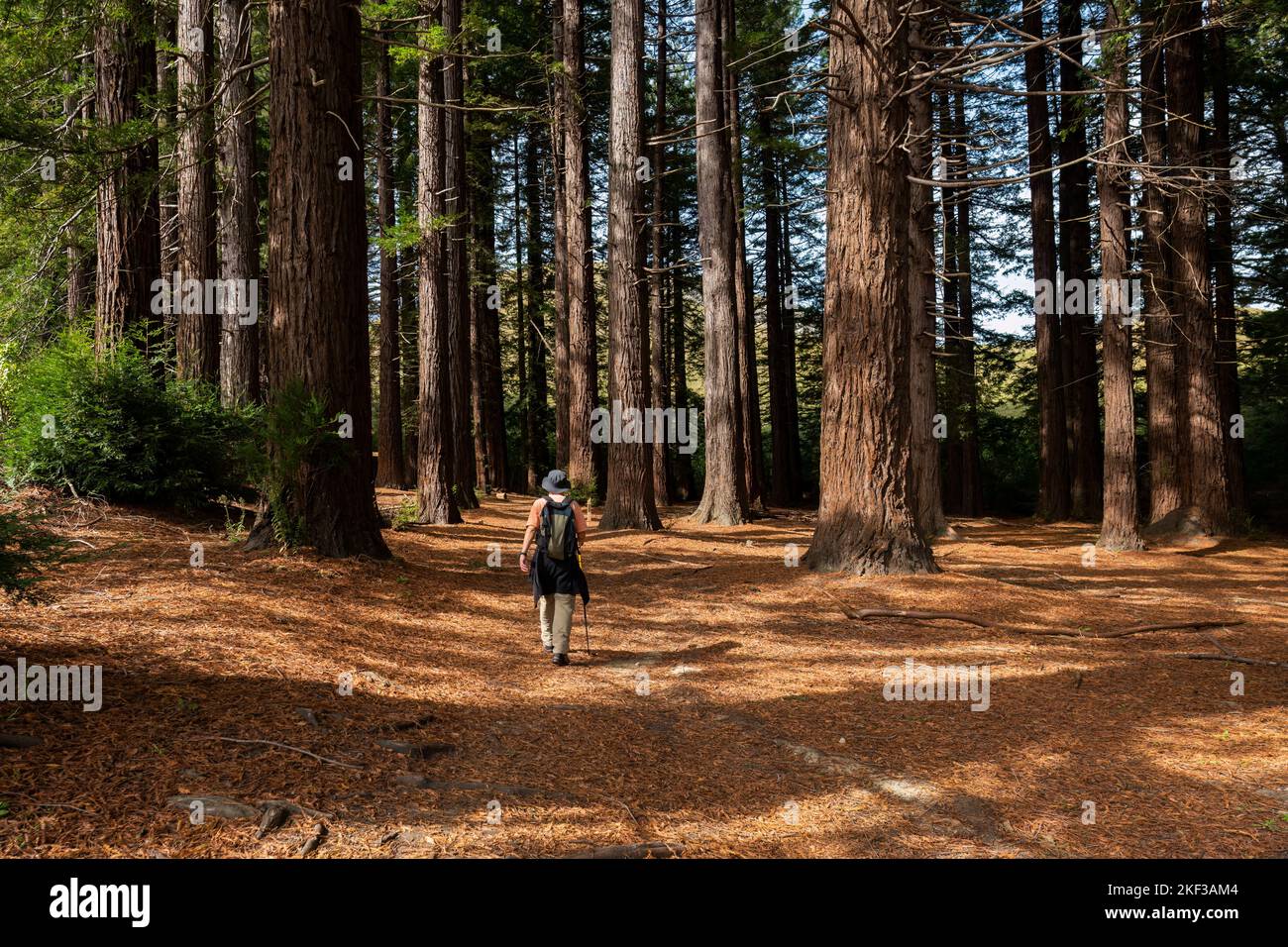 Hiking Redwood Forest Rocky Ridge Expands Stunning Mendocino Redwood