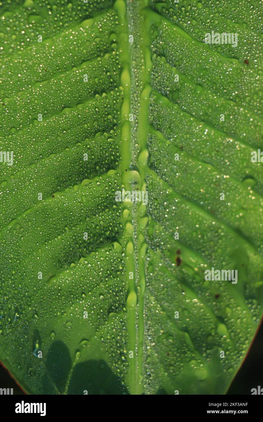 Palm tree leaf water drops hi-res stock photography and images - Alamy