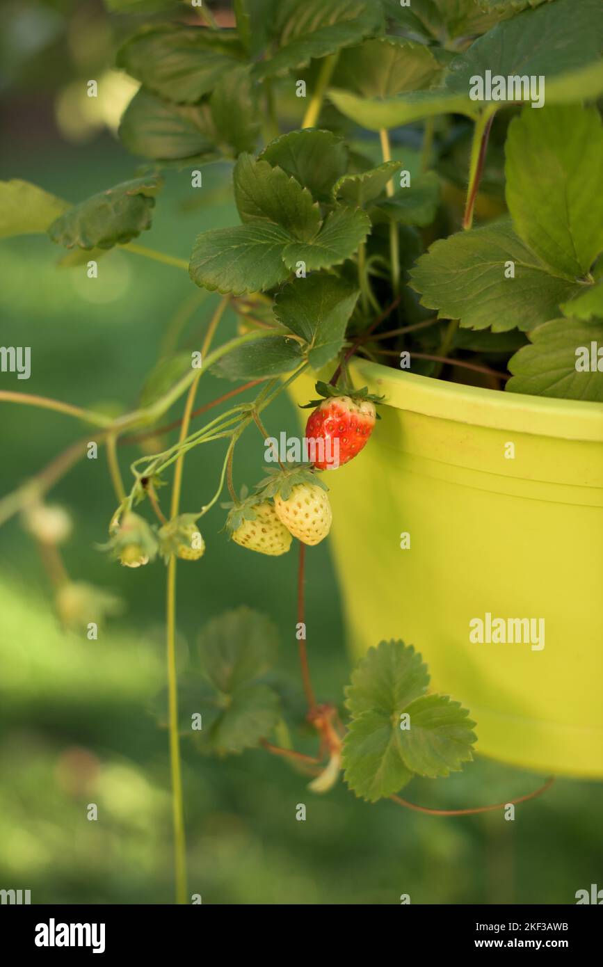 Hanging strawberry plants hi-res stock photography and images - Alamy