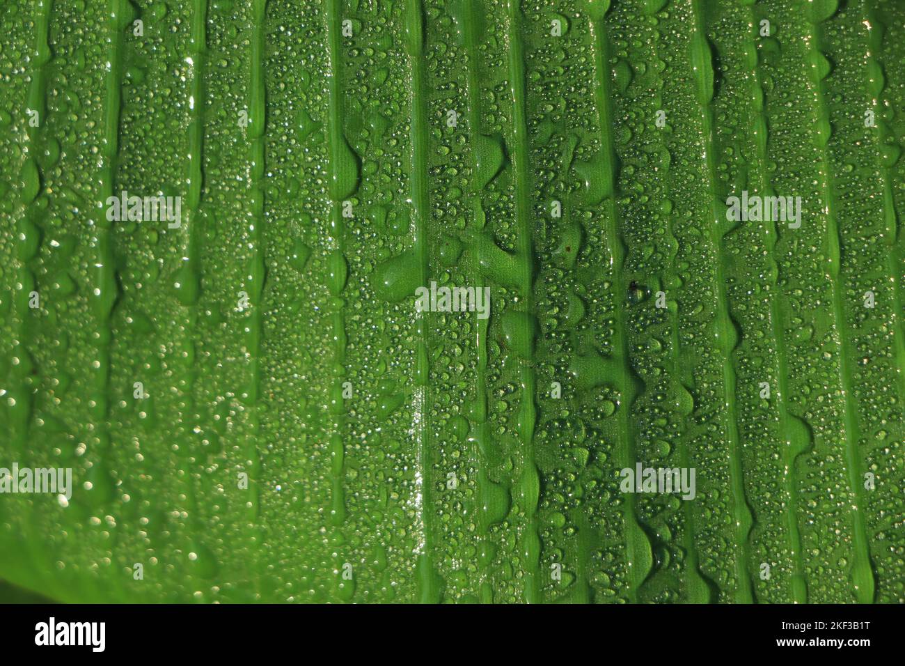 drop of water on tropical banana palm leaf, dark green foliage, nature ...