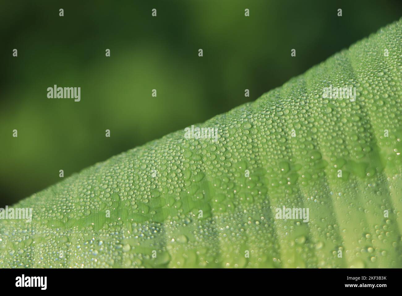 rain water drops on banana tree leaf Stock Photo - Alamy