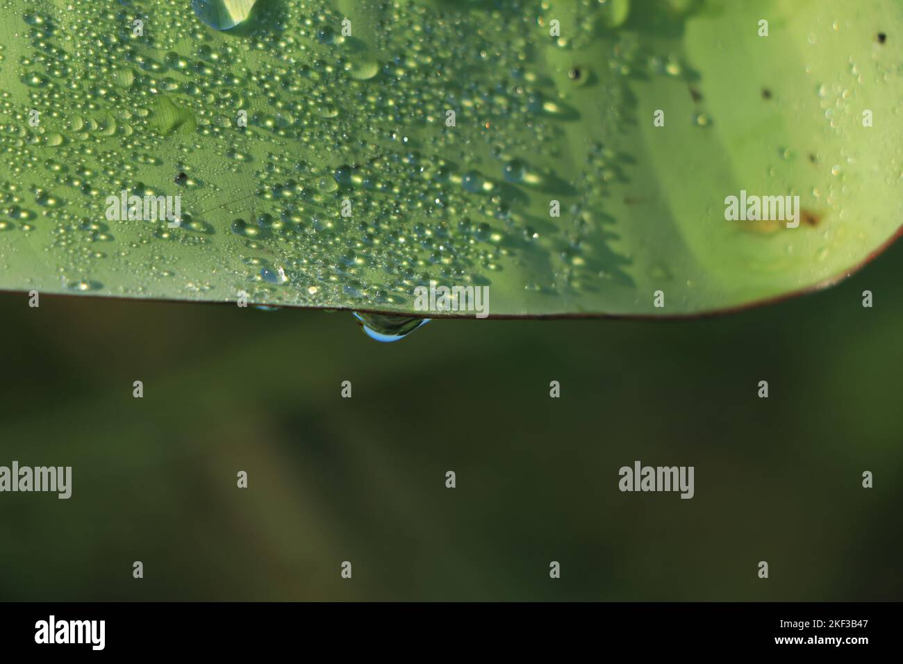 rain water drops on banana tree leaf Stock Photo - Alamy
