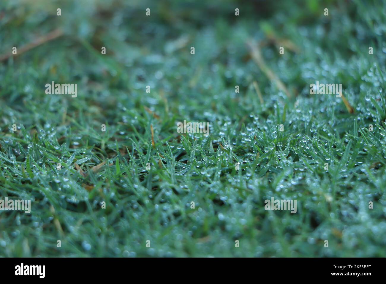 Juicy lush green grass on meadow with drops of water dew sparkle in ...