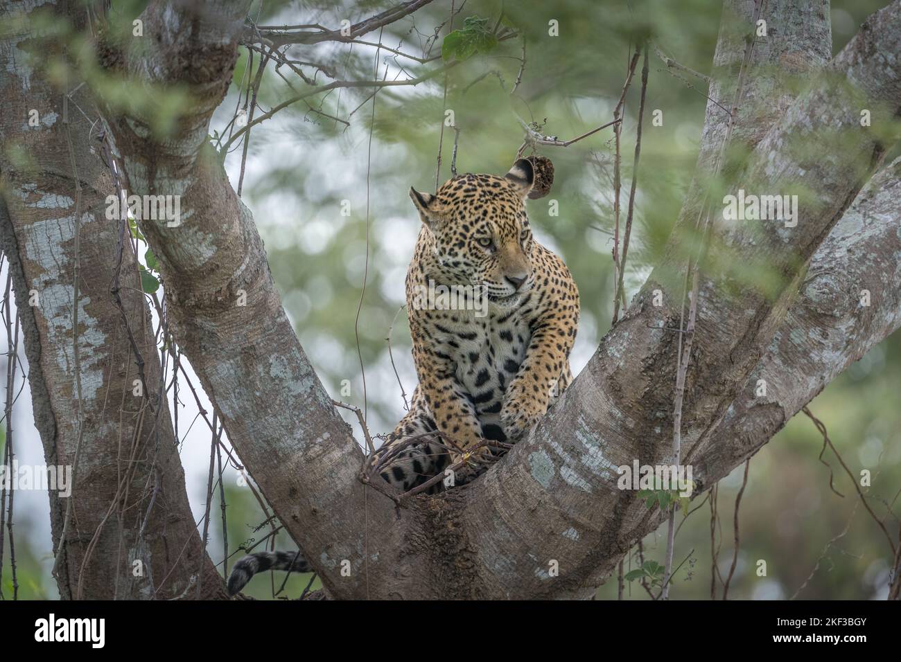 jaguar alerted to movement below turning to search for prey from a tall ...