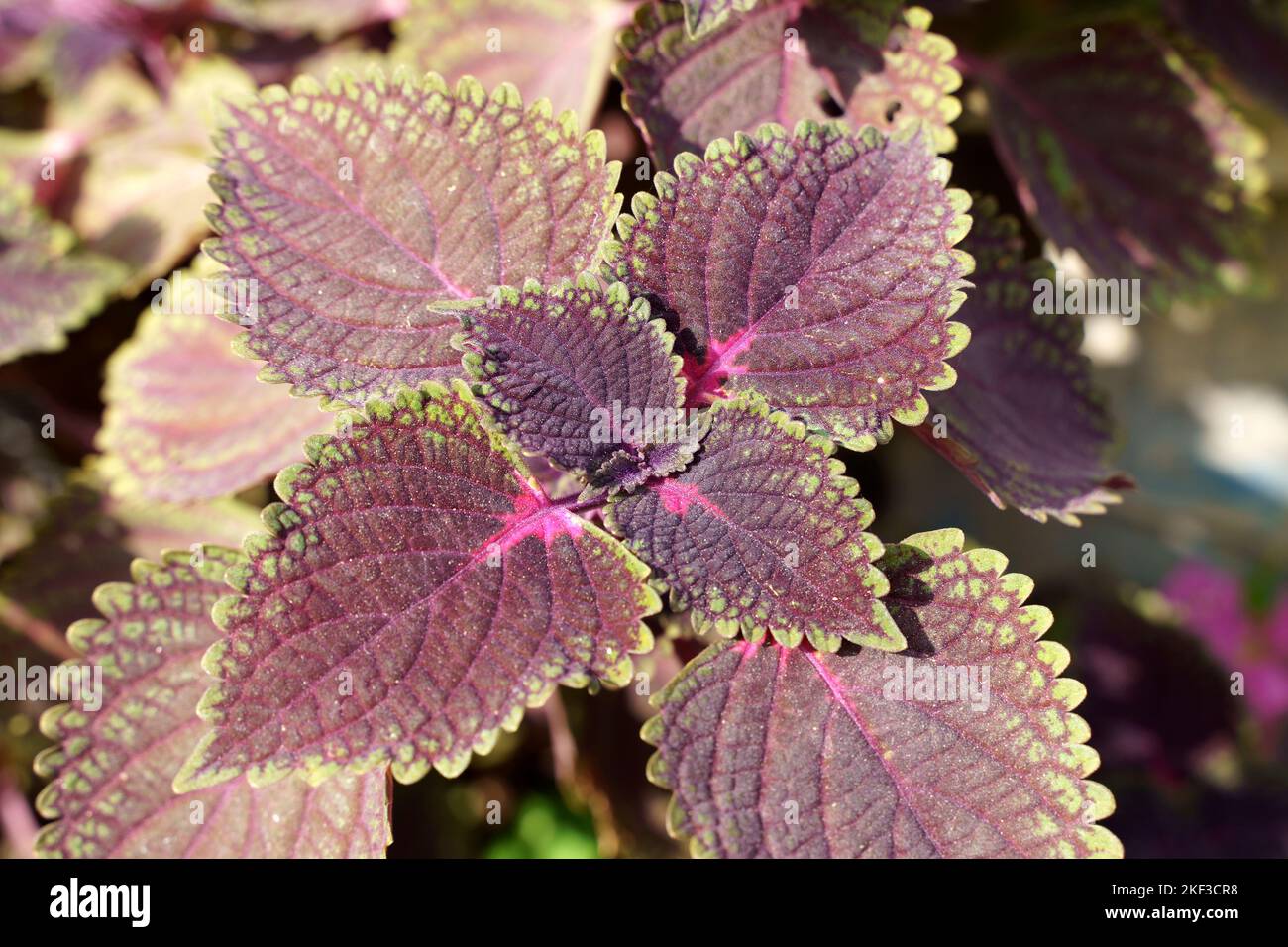 Mint background. Fresh red mint herb growing in the garden for food ...