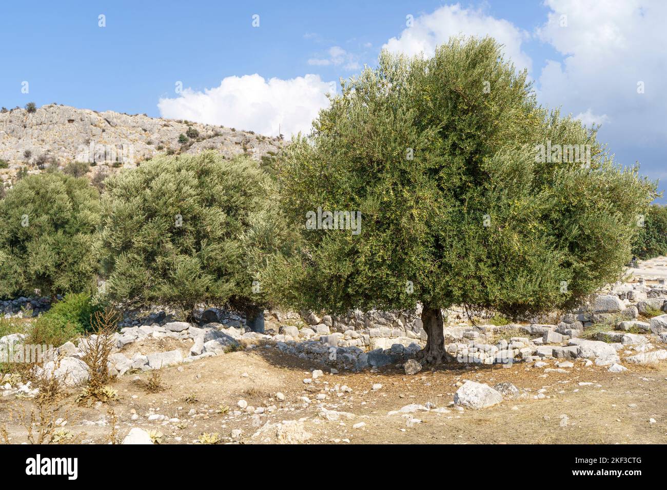 Cultivation of raw materials hi-res stock photography and images - Alamy