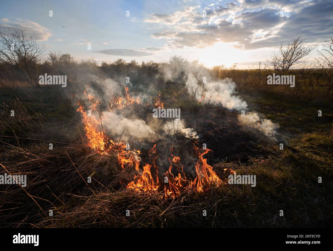 Field with fire, burning dry grass, smoke and ashes under blue sky with ...