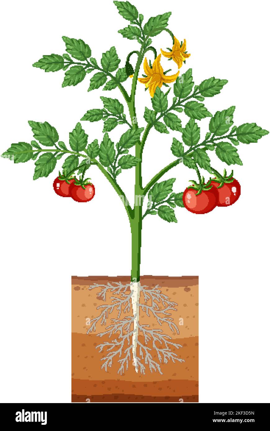 Tomato plant with fruit isolated illustration Stock Vector Image & Art ...