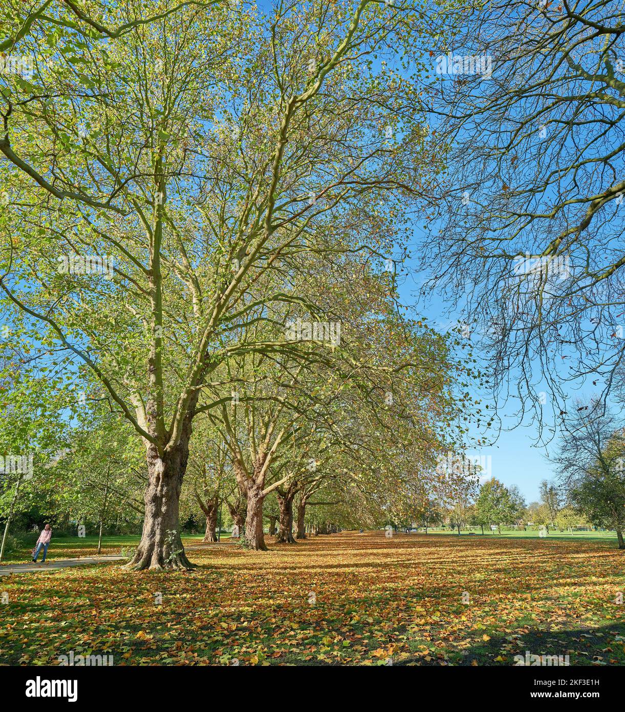 Jesus green open space cambridge england path trees park colours hi-res ...