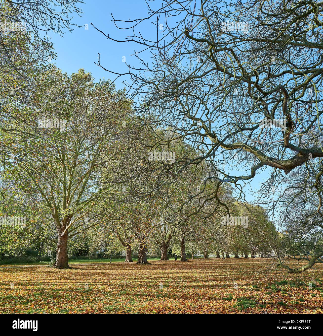 Jesus green open space cambridge england path trees park colours hi-res ...